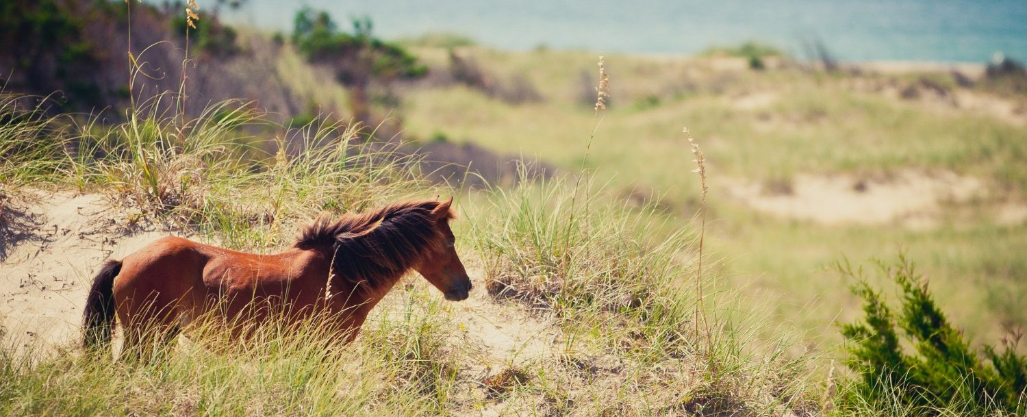Alligator River National Wildlife Refuge | Outer Banks, NC | Shoreline OBX