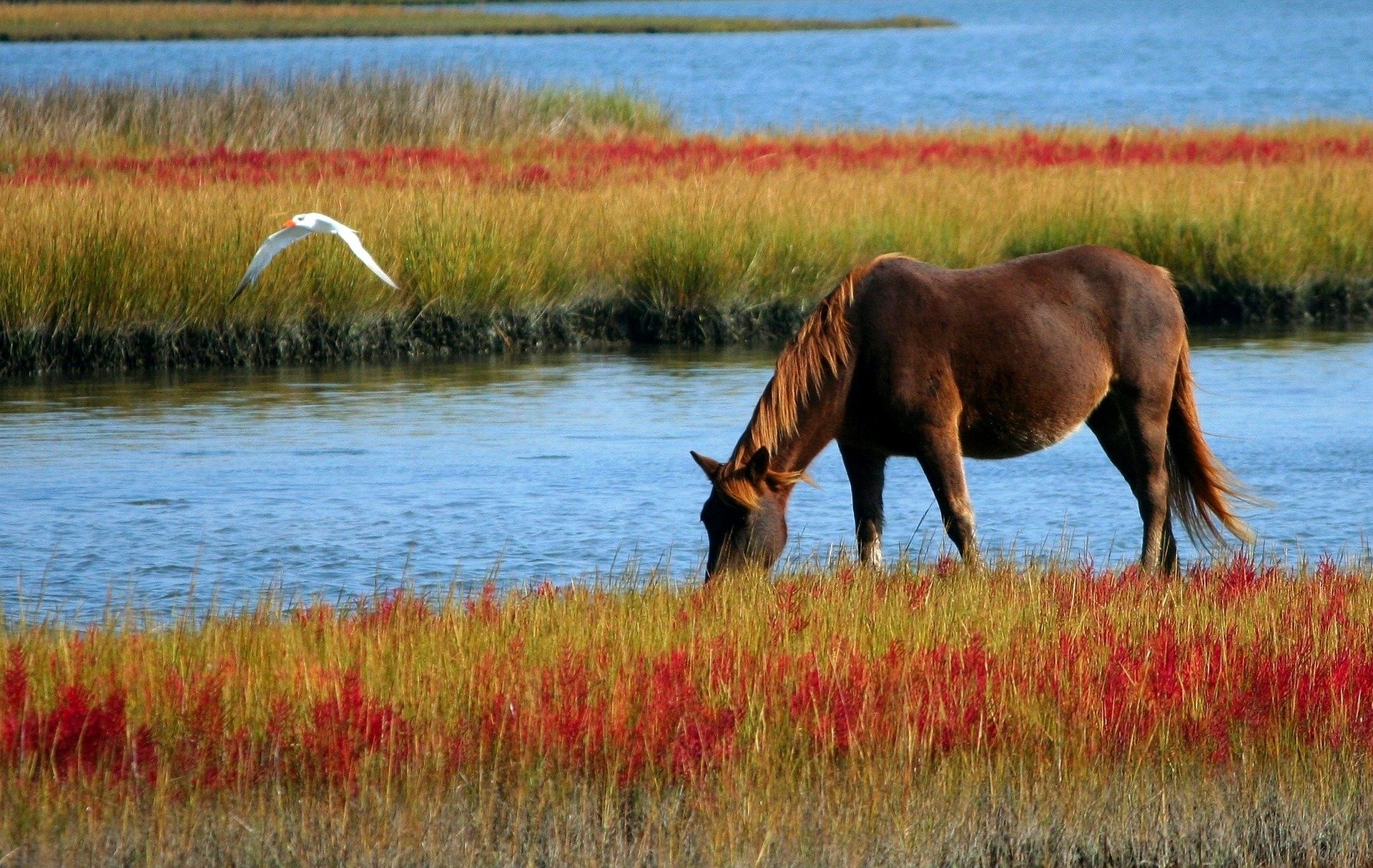 Embark on Corolla Wild Horse Tours | Shoreline OBX Vacation Rentals